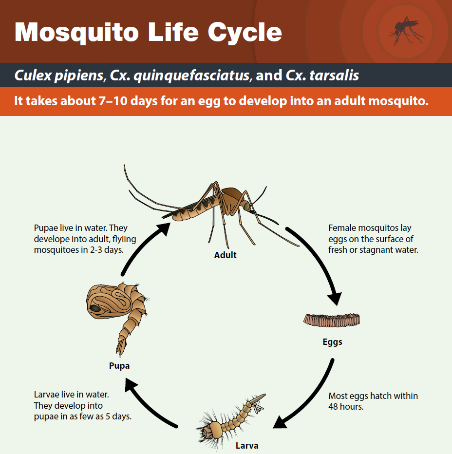 Mosquito Life Cycle